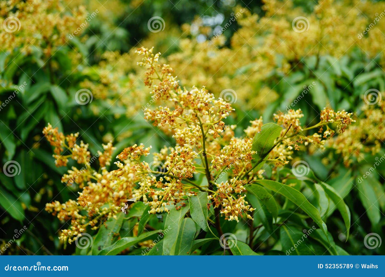 Fleur de litchi image stock. Image du scénique, centrales - 52355789