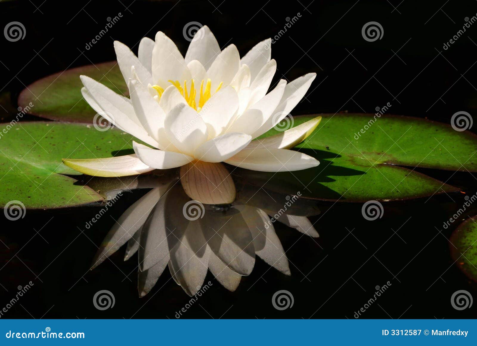 Fleur de lotus blanc image stock. Image du lames, jardin - 3312587