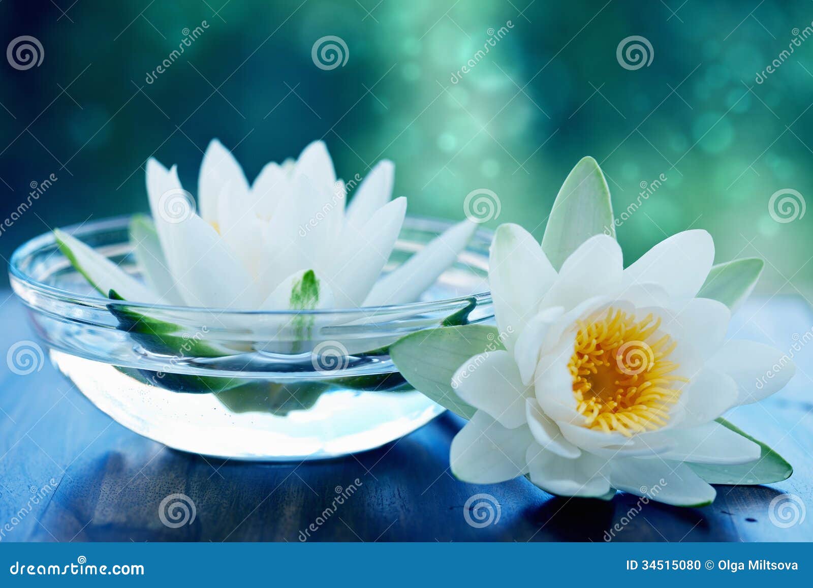 Fleur de lotus blanc photo stock. Image of sauvage, bleu - 34515080