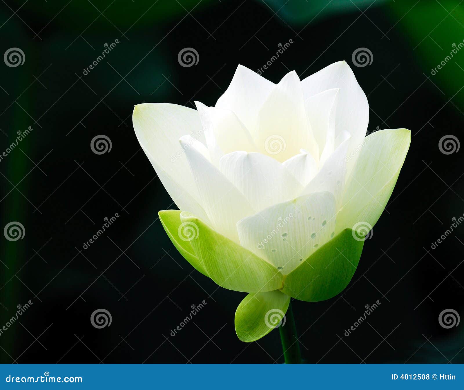 Fleur de lotus blanc photo stock. Image du lames, asiatique - 4012508