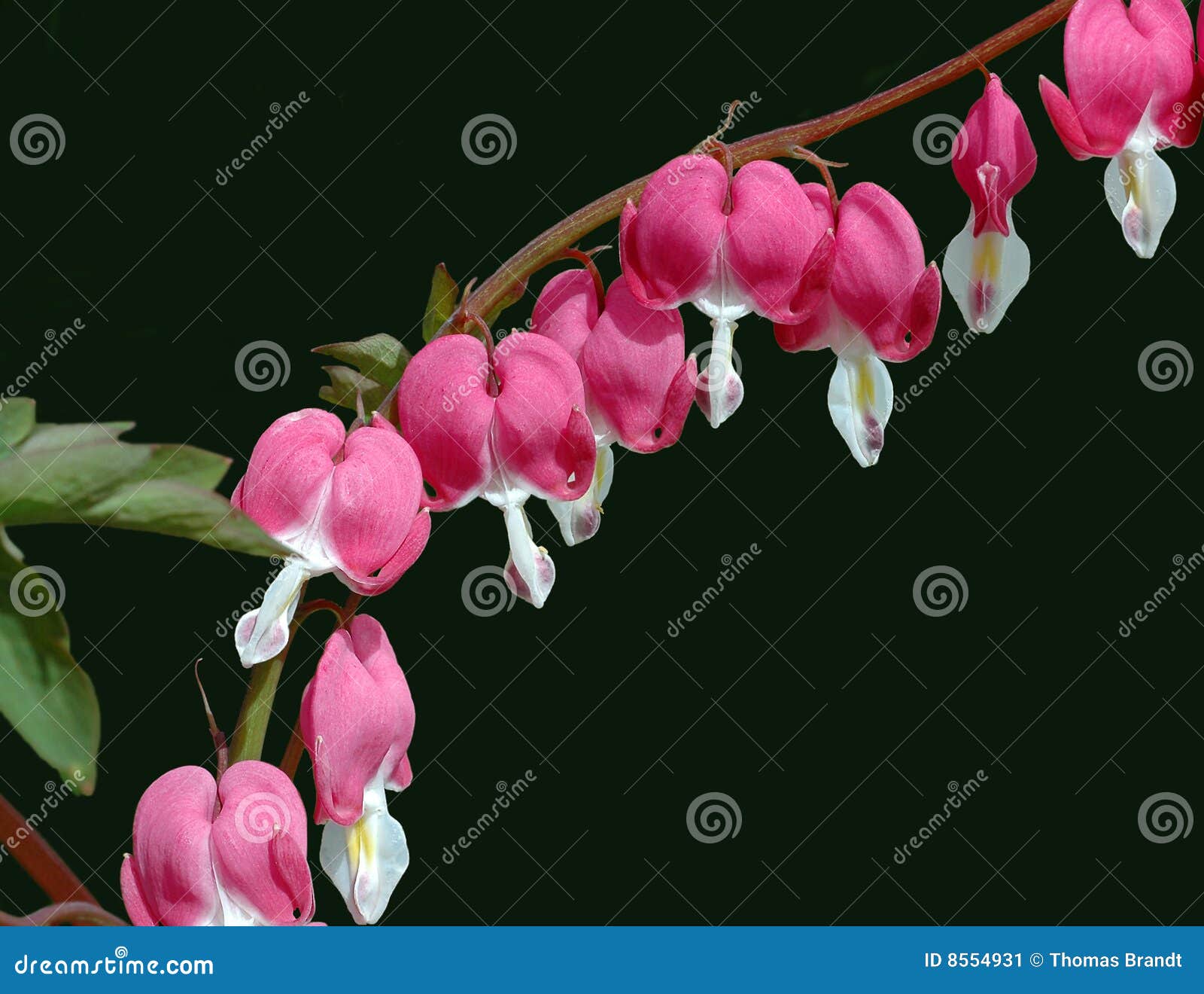 Fleur de Lyre image stock. Image du floral, purge, floraison - 8554931