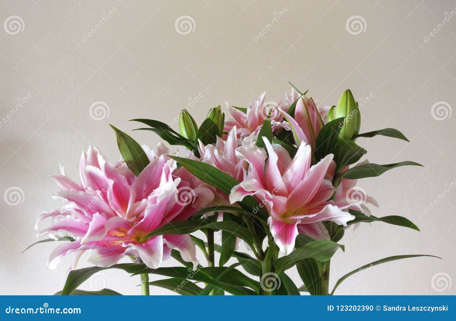 Fleur de lys stock photo. Image of neutral, pink, flower - 123202390