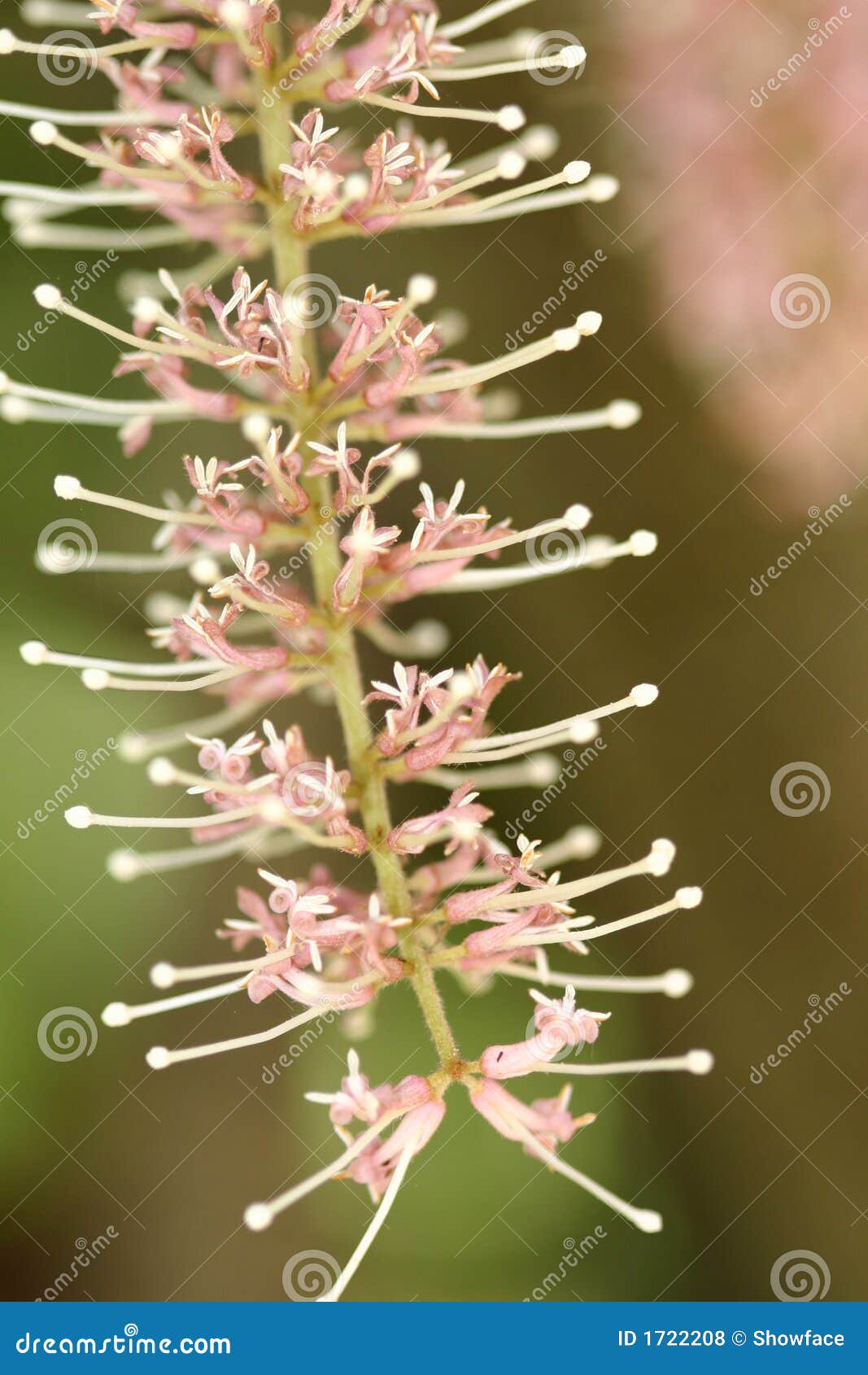 Fleur de macadamia photo stock. Image du macadamia, sépales - 1722208