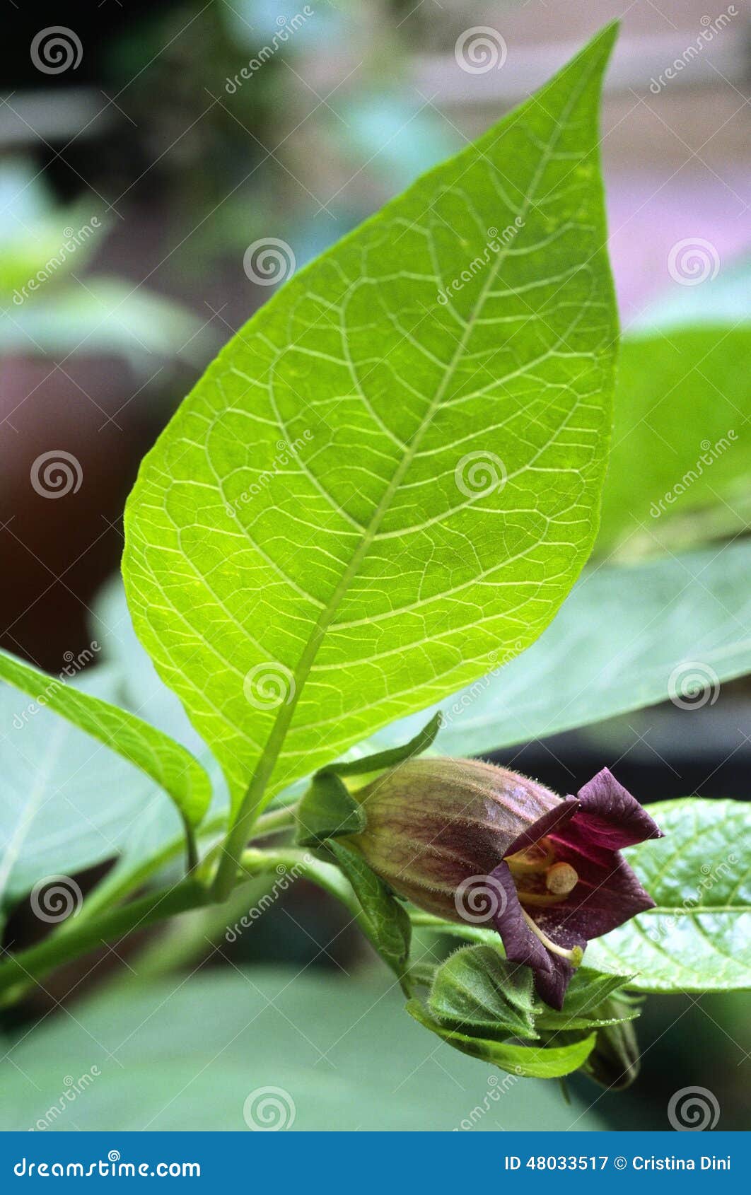 Fleur De Morelle Mortelle (belladone D'atrope) Image stock - Image du ...