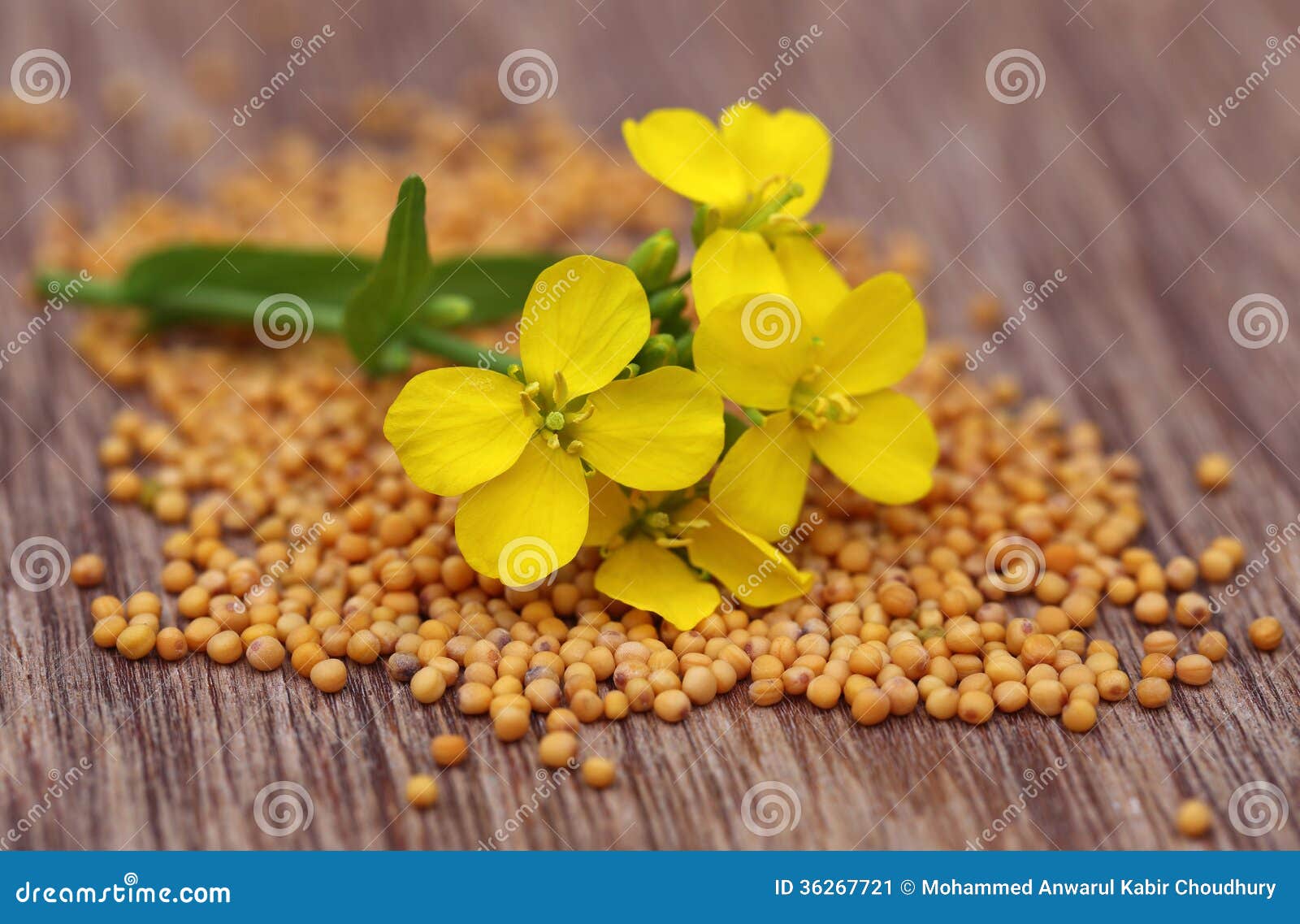 Fleur De Moutarde Avec Des Graines Image stock - Image du pré ...