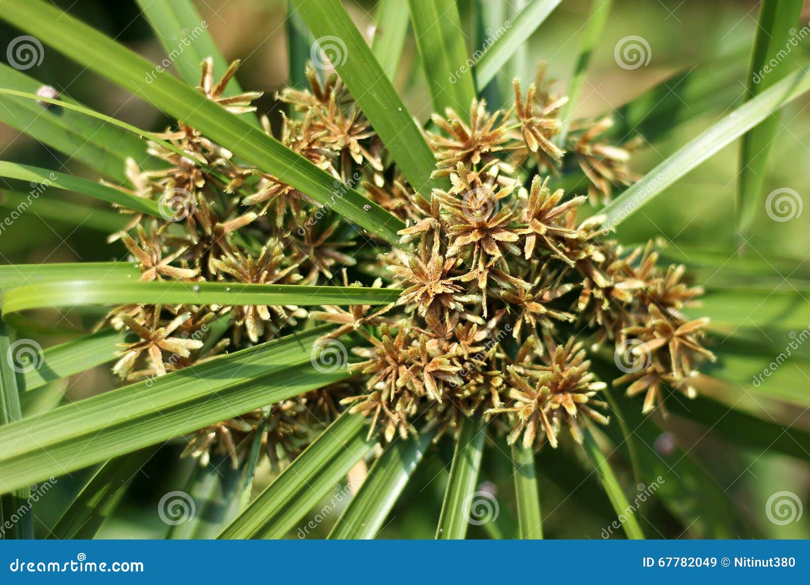 Fleur de papyrus image stock. Image du centrale, fleur - 67782049