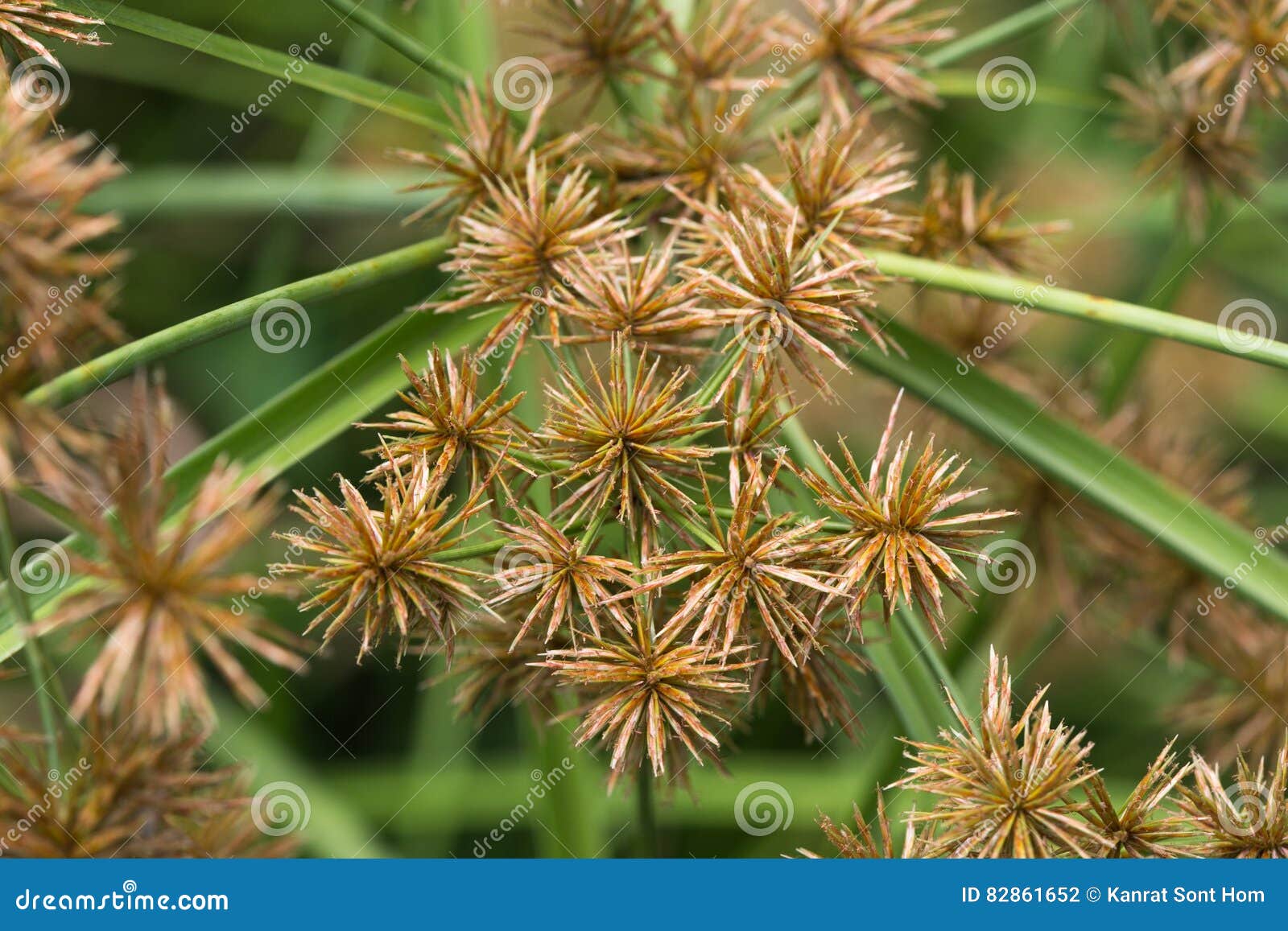 Fleur De Papyrus Pour Le Fond Photo stock - Image of tropical, lumineux ...