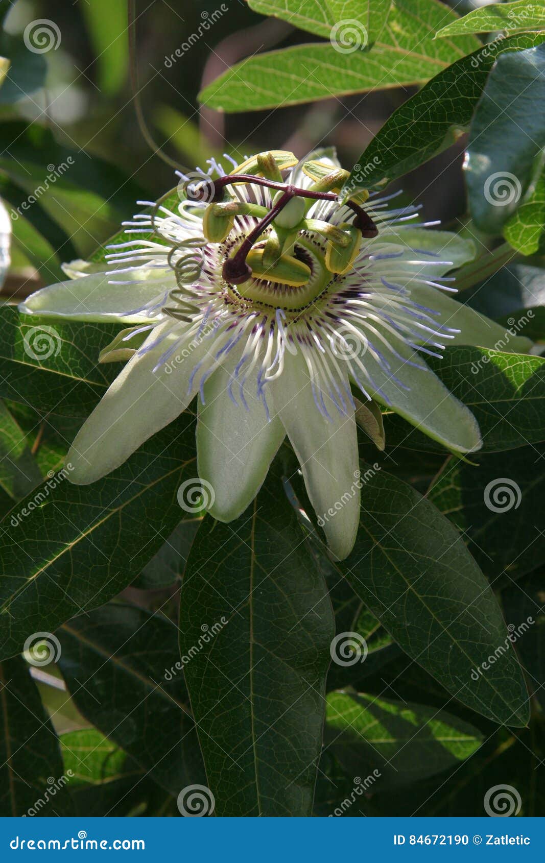 Fleur de passion photo stock. Image du centrale, nature - 84672190