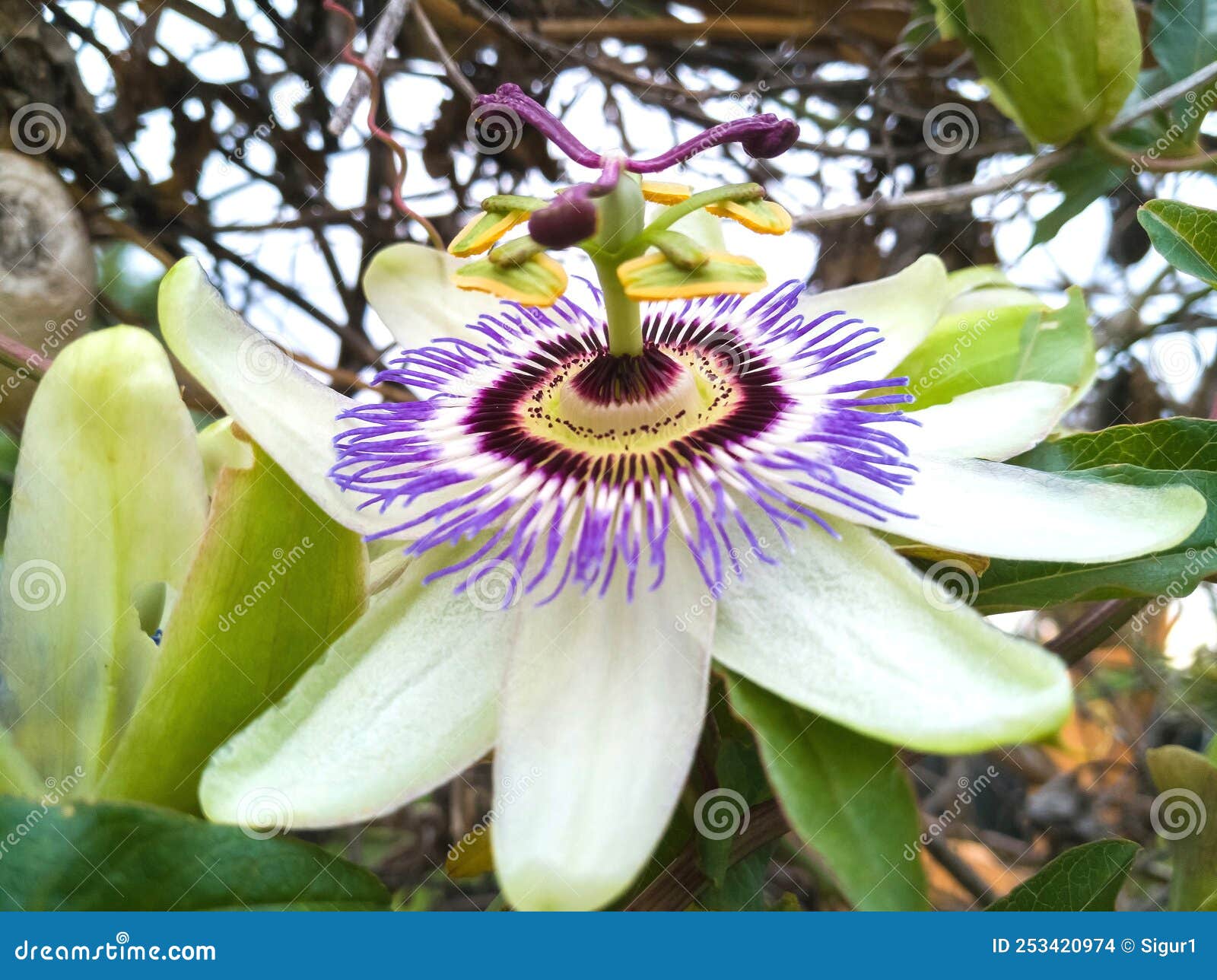 Fleur de passion photo stock. Image du fleur, anthère - 253420974