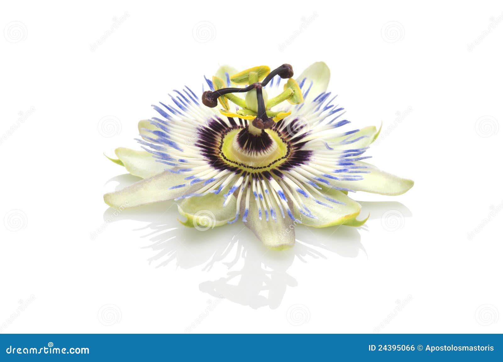 Fleur De Passion (passiflore) Photo stock - Image du ressort, pétale ...