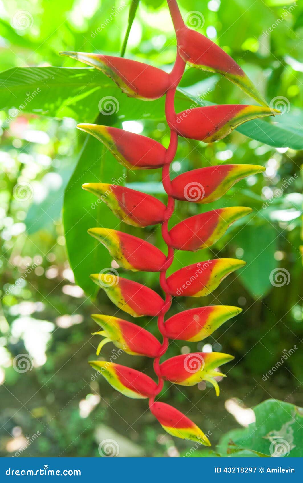 Fleur de perroquet image stock. Image du impressionnant - 43218297