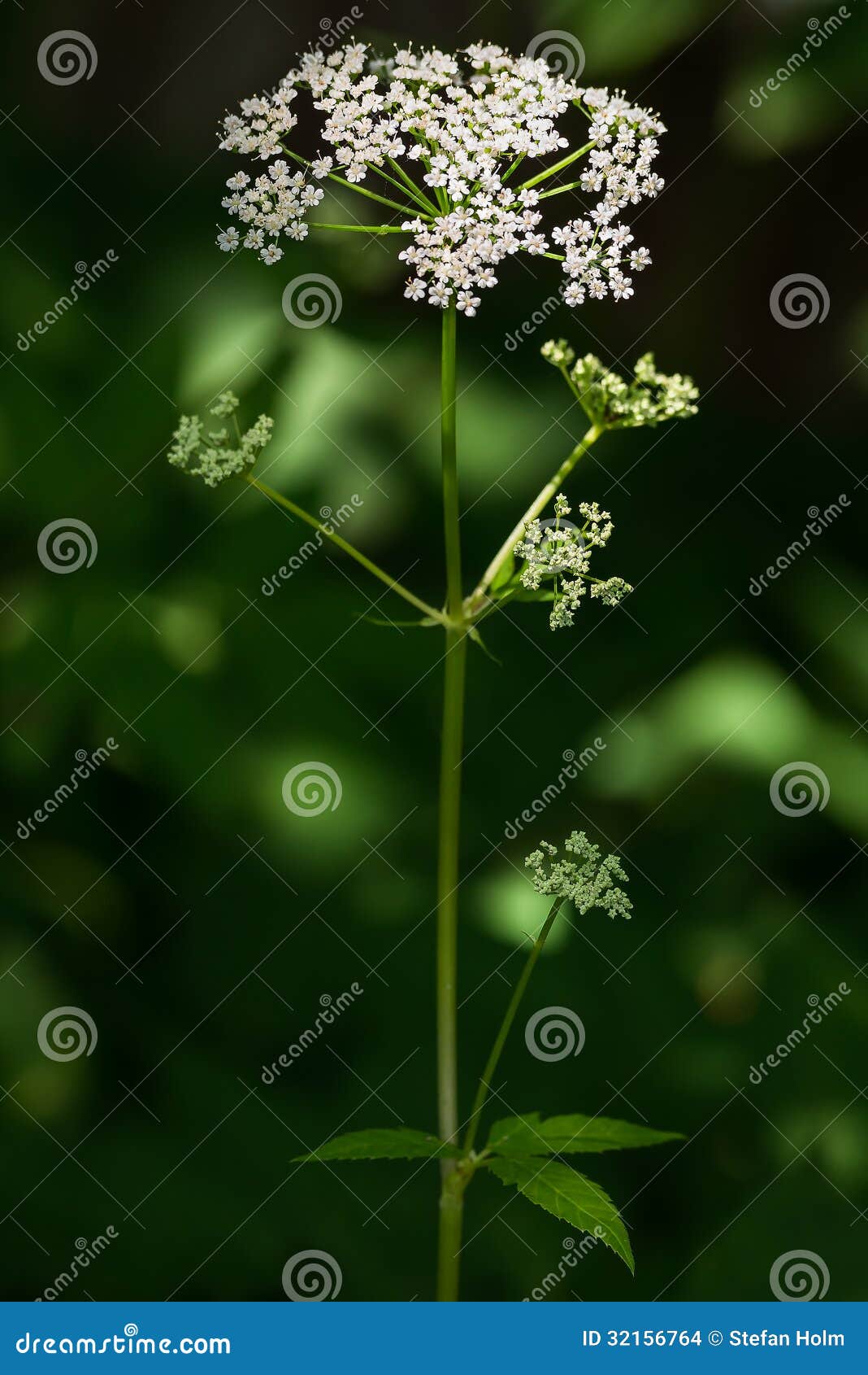 Fleur De Persil De Vache (sylvestris D'Anthriscus) Photo stock - Image ...