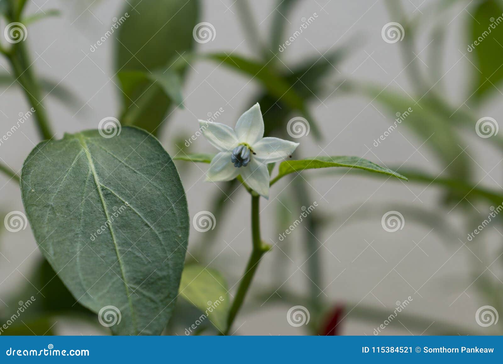 Fleur De Piment Photos Stock - Téléchargez 1,844 Photos libres de droits