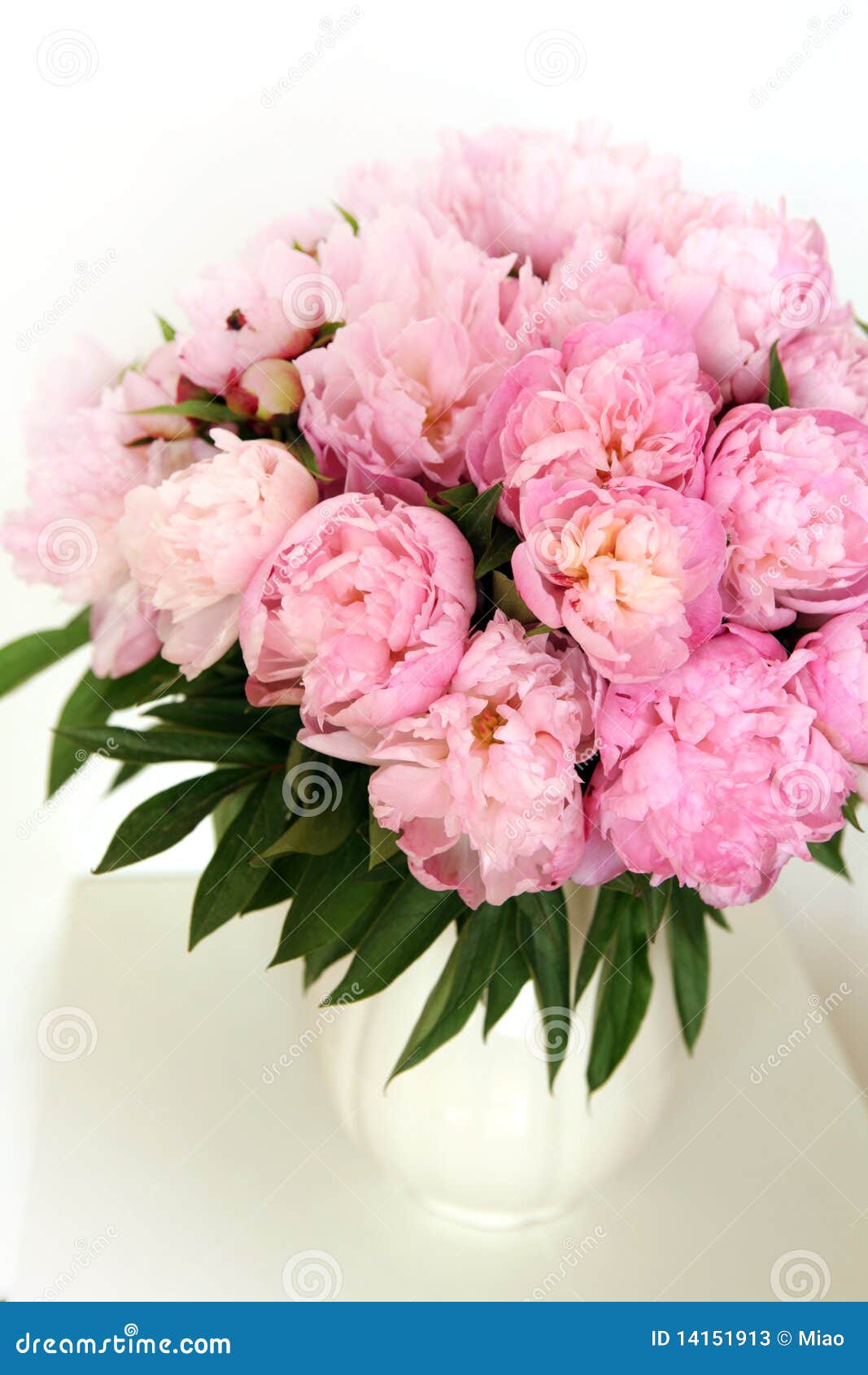 Fleur de pivoine image stock. Image du floral, bourgeon - 14151913