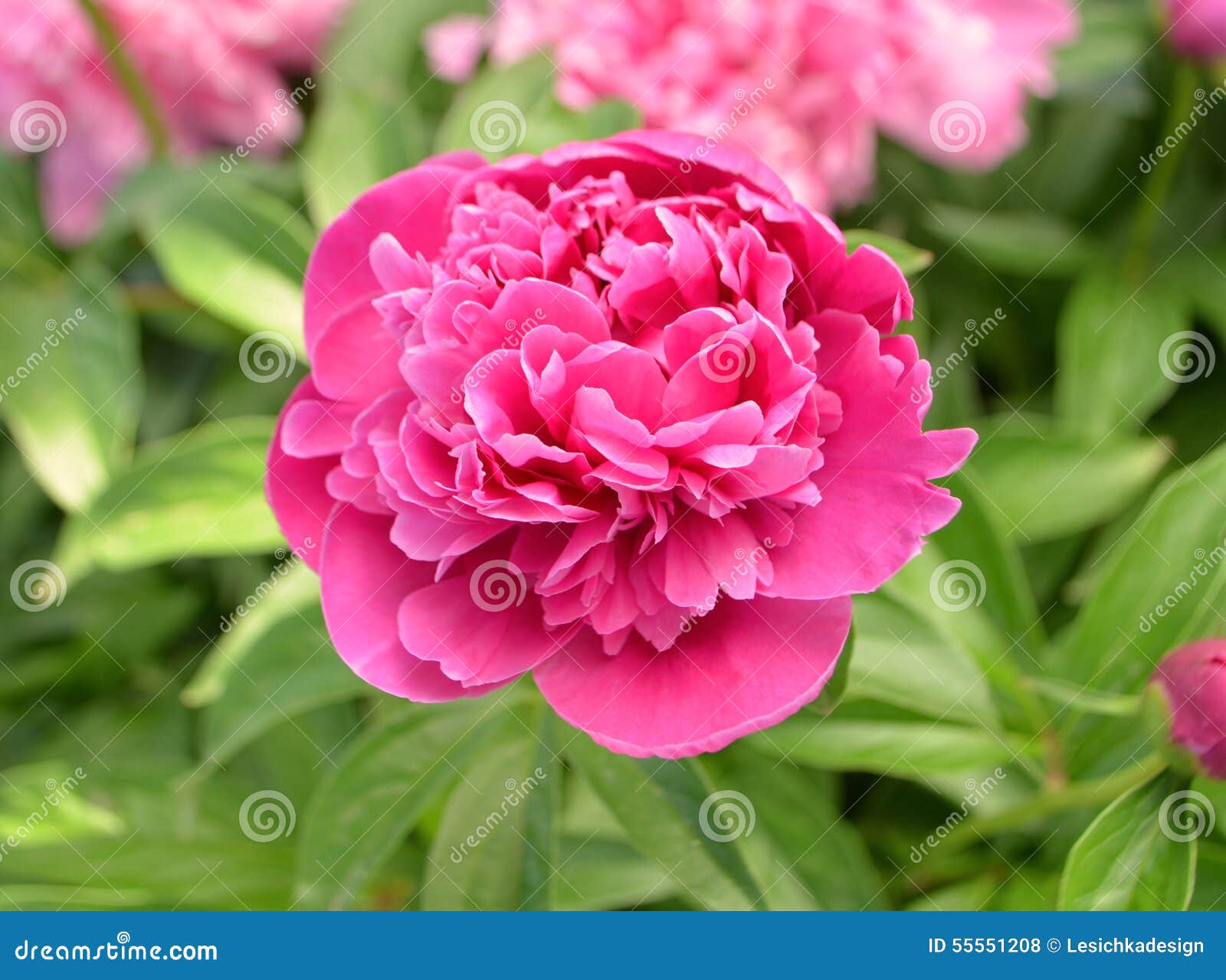 Fleur de pivoine photo stock. Image du fleuriste, floraison - 55551208