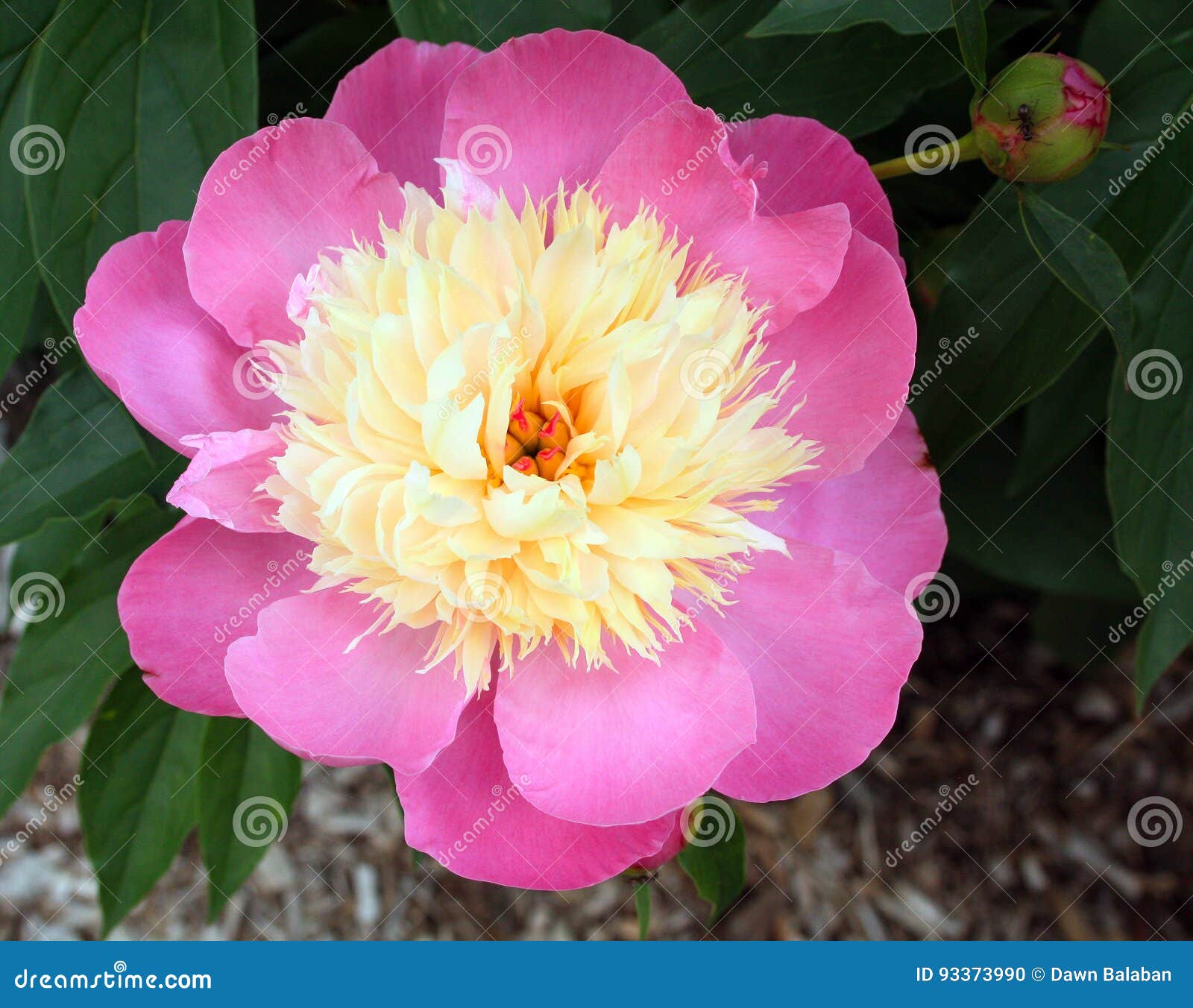 Fleur de pivoine photo stock. Image du pétales, floraison - 93373990