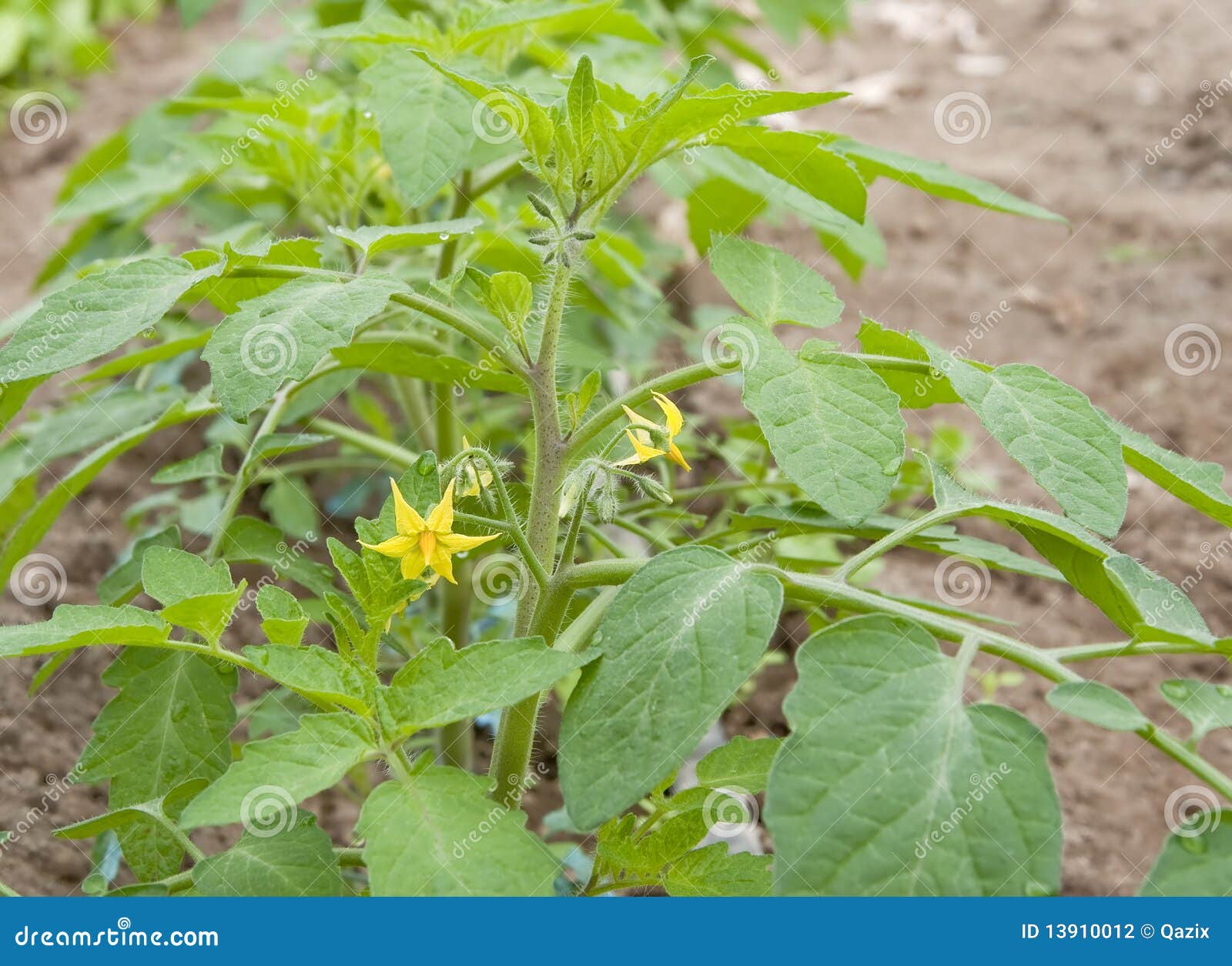 Fleur de plante de tomate photo stock. Image du affermage - 13910012