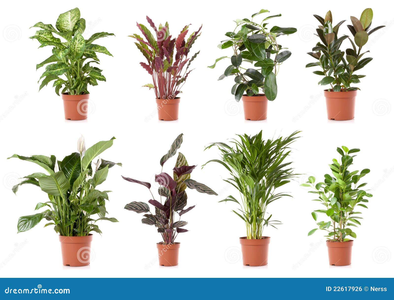 Fleur de plante en pot photo stock. Image du flore, jour - 22617926