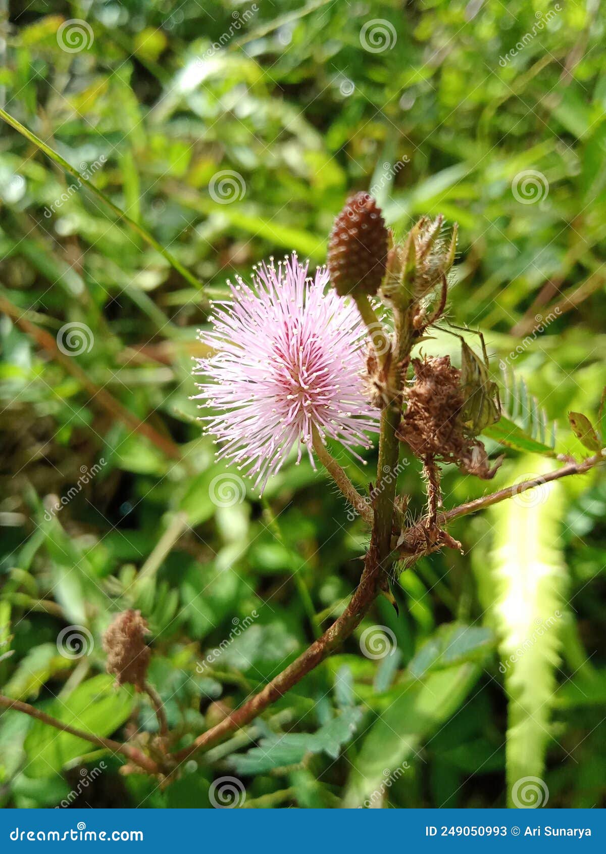 Fleur De Princesse Timide Qui a Fleuri Image stock - Image du centrale ...