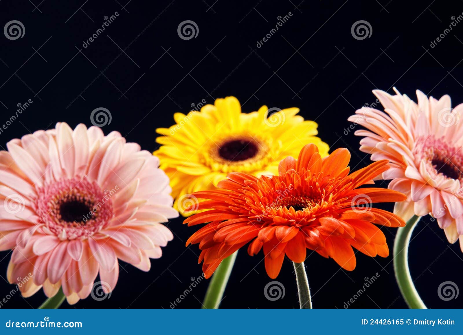 Fleur de quatre gerber image stock. Image du floral, pétale - 24426165