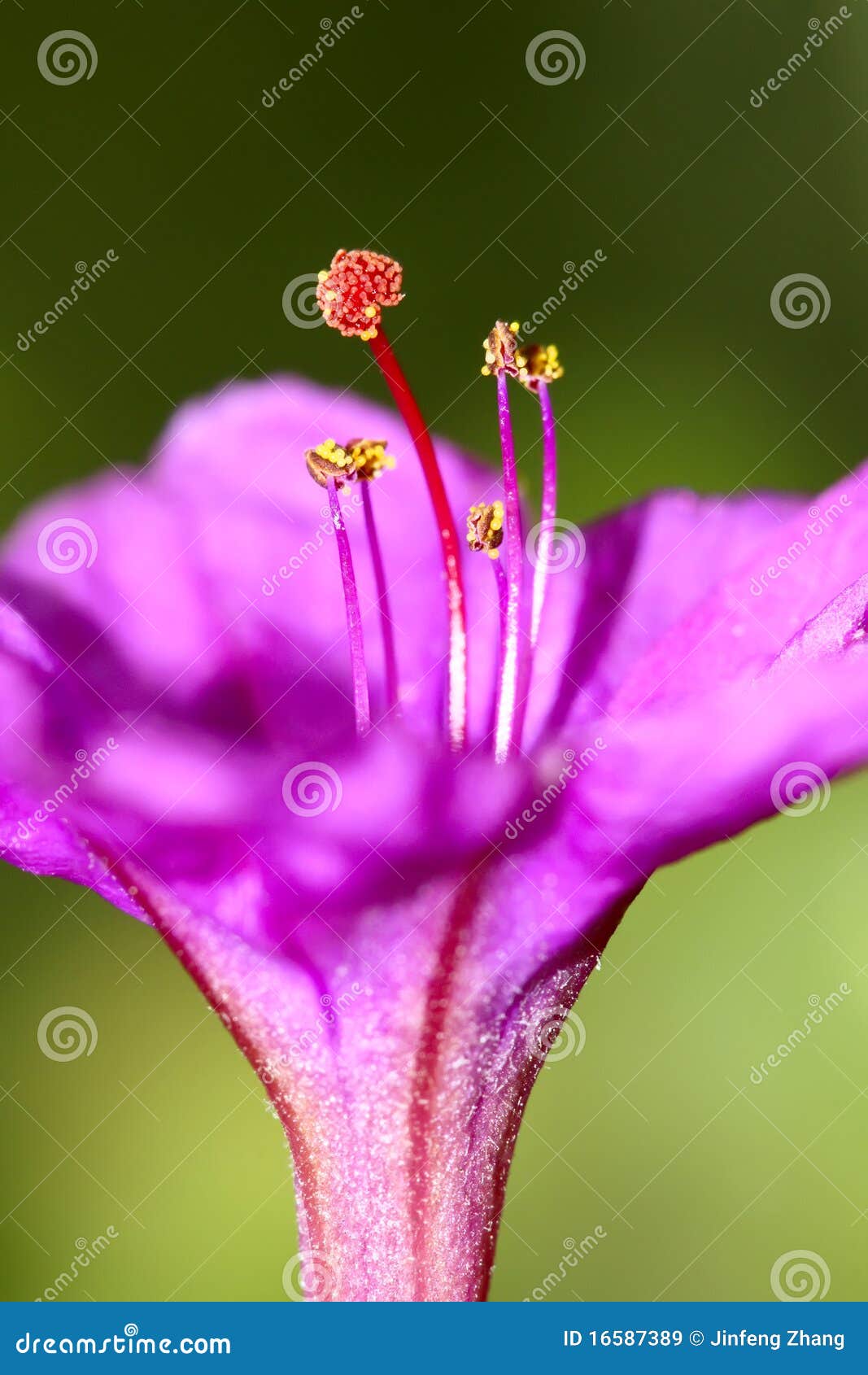 Fleur de Quatre-heure image stock. Image du nature, anthère - 16587389