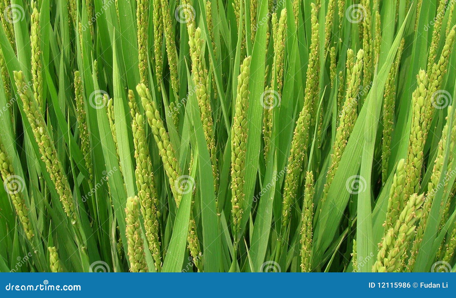 Fleur de riz photo stock. Image du agriculture, ferme - 12115986