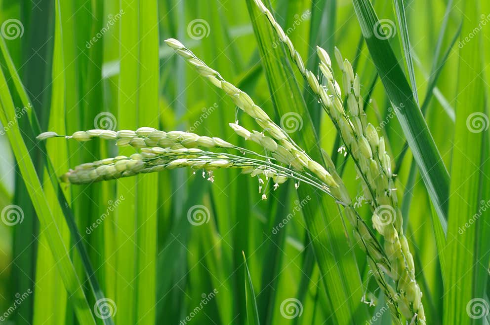 Fleur de riz photo stock. Image du nature, vivacité, fleur - 18367614