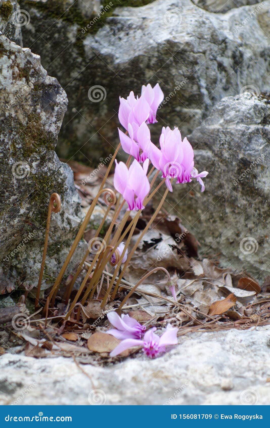 Fleur de roche rose image stock. Image du rocheux, pierres - 156081709
