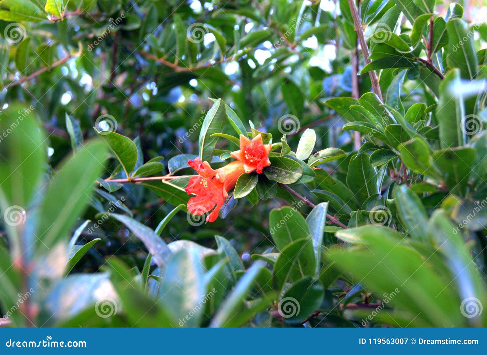 Fleur De Rouge D'arbre De Grenade Image stock - Image du fleur, beau ...