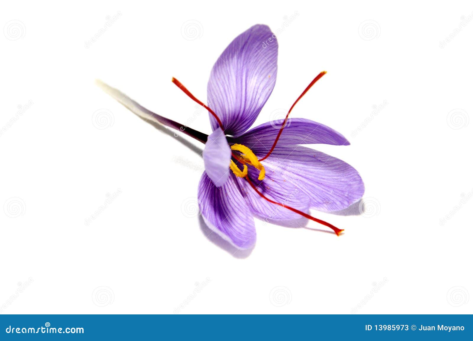 Fleur de safran image stock. Image du fleur, cher, rectification - 13985973