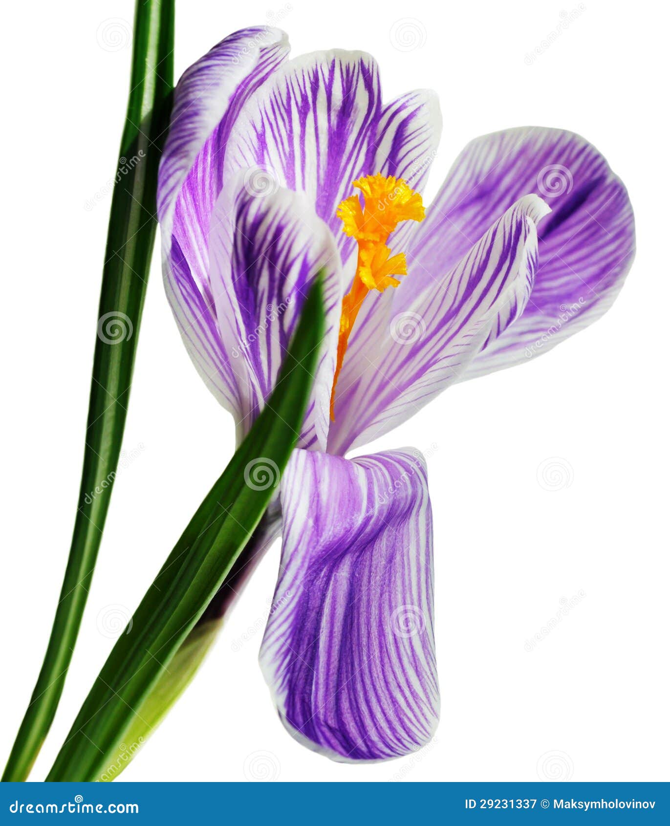 Fleur de safran pourpré image stock. Image du floraison - 29231337