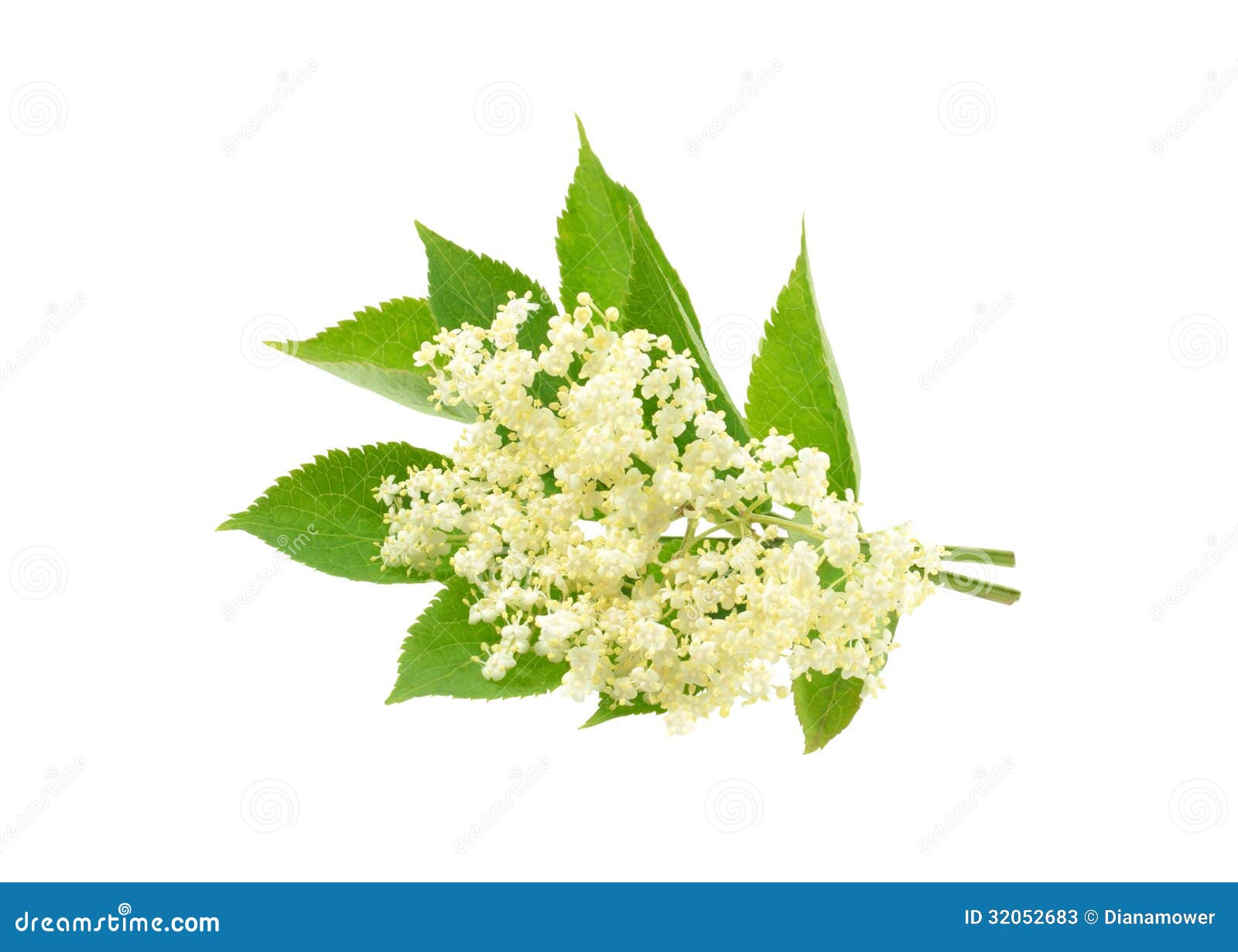 Fleur De Sureau D'isolement Image stock - Image du jaune, batterie ...