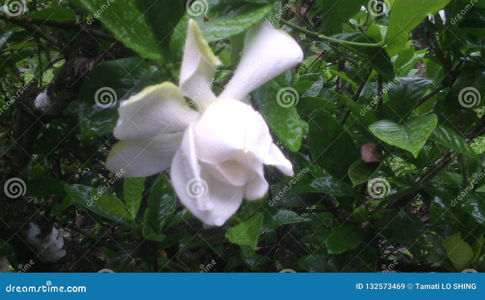 Fleur de Tahiti stock image. Image of plante, tiare - 132573469