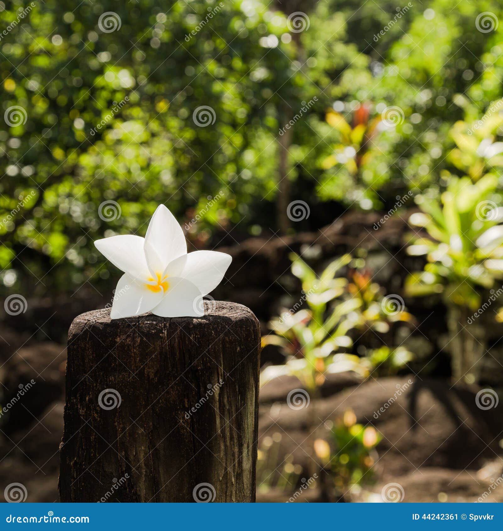 Fleur De Tiare - Symbole Du Tahiti Image stock - Image du festin ...