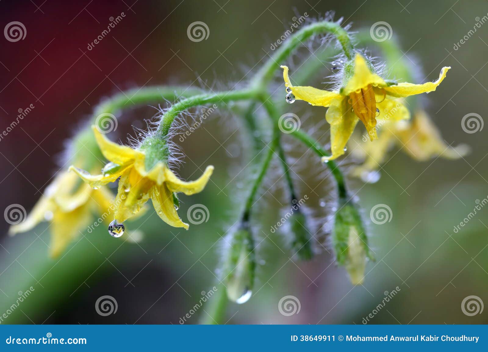 Fleur de tomate image stock. Image du jardinage, fleur - 38649911