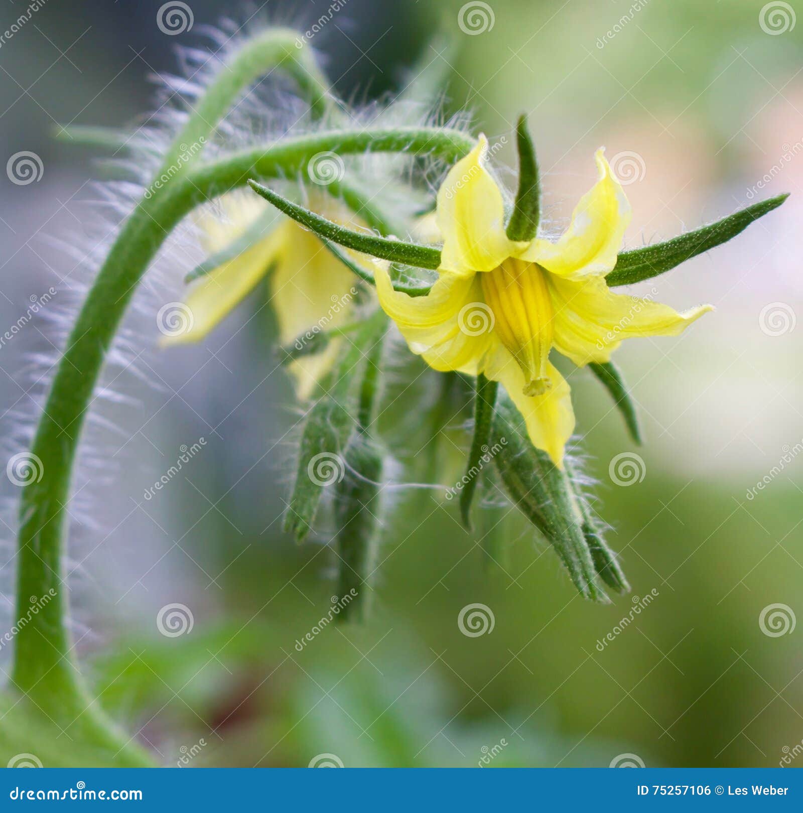 Fleur de tomate photo stock. Image du jardin, accroissement - 75257106