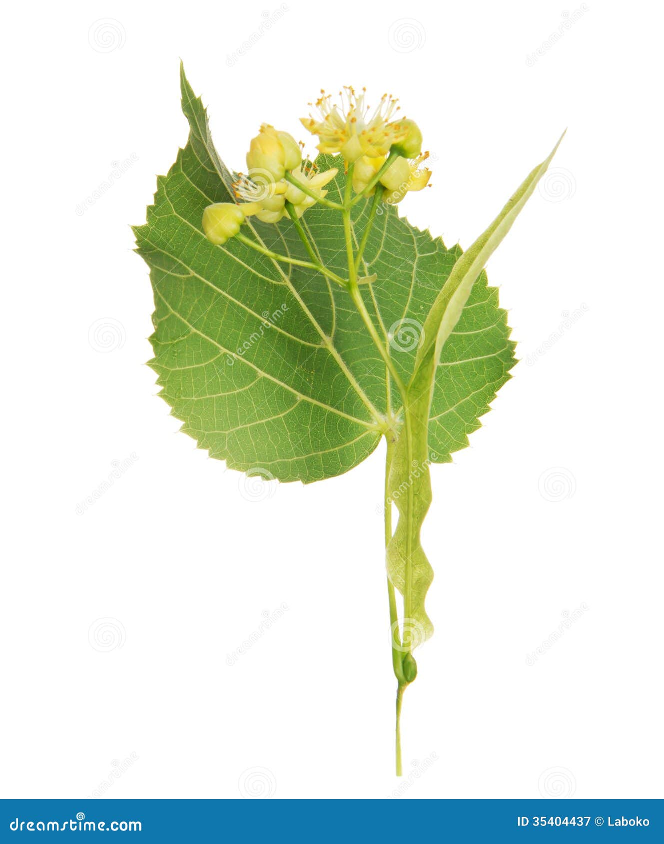 Fleur Et La Feuille De L'arbre De Tilleul Image stock - Image du neuf ... Fleur Et La Feuille De L'arbre De Tilleul Image stock - Image du neuf ...