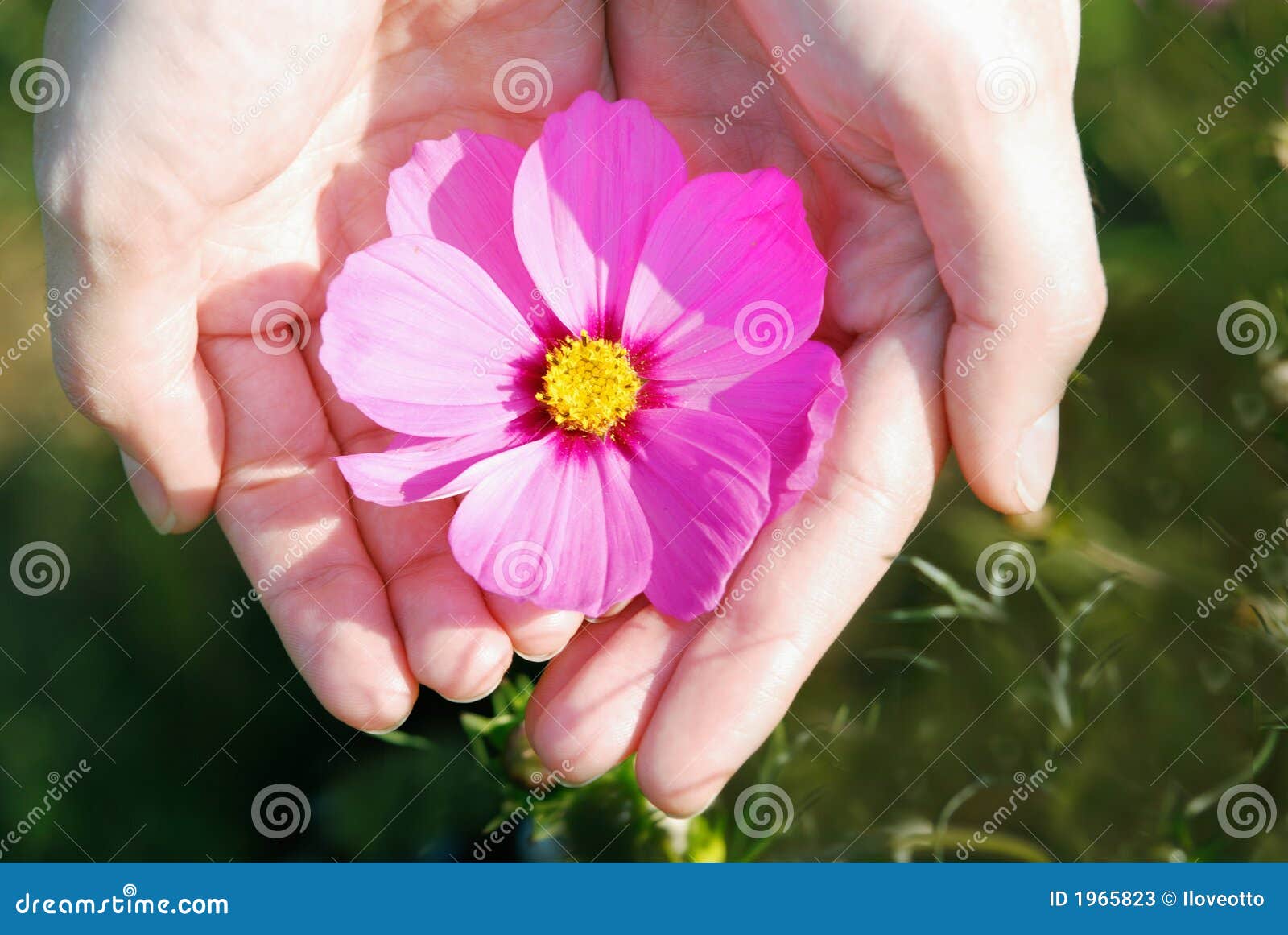 Fleur et main image stock. Image of facilité, campagne - 1965823