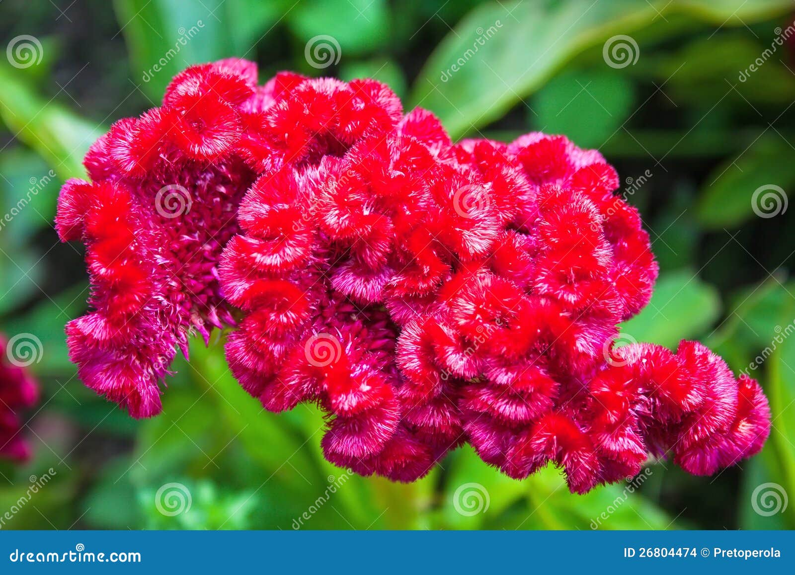 Fleur exotique rouge photo stock. Image du lumineux, hawaï - 26804474