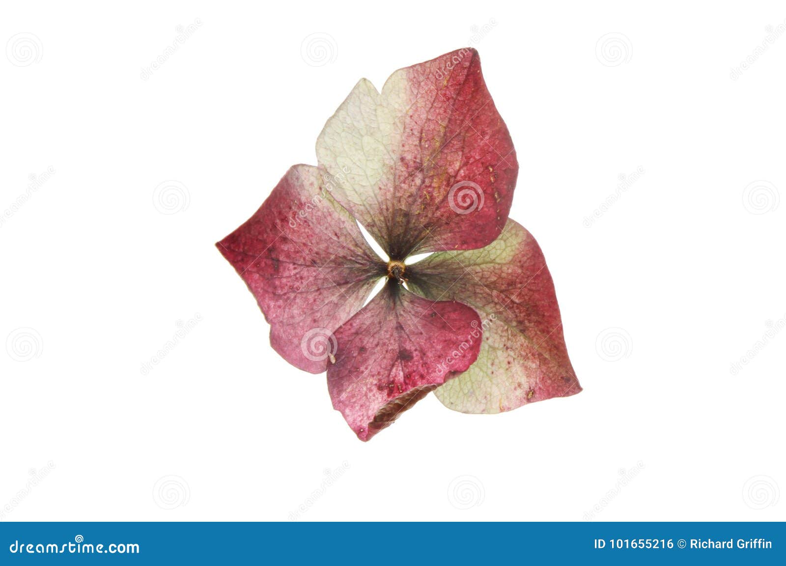 1,152 Fleur Fanée Photos libres de droits et gratuites de Dreamstime