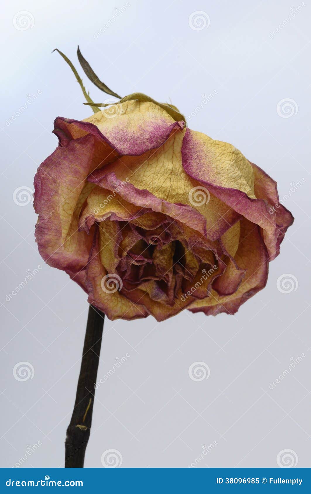 Fleur fanée de Rose image stock. Image du centrale, vieux - 38096985