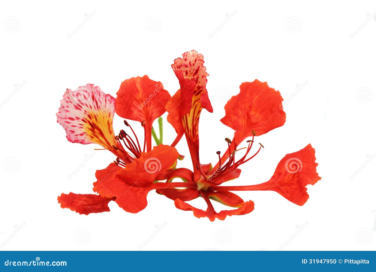 Fleur flamboyante photo stock. Image du botanique, extérieur - 31947950