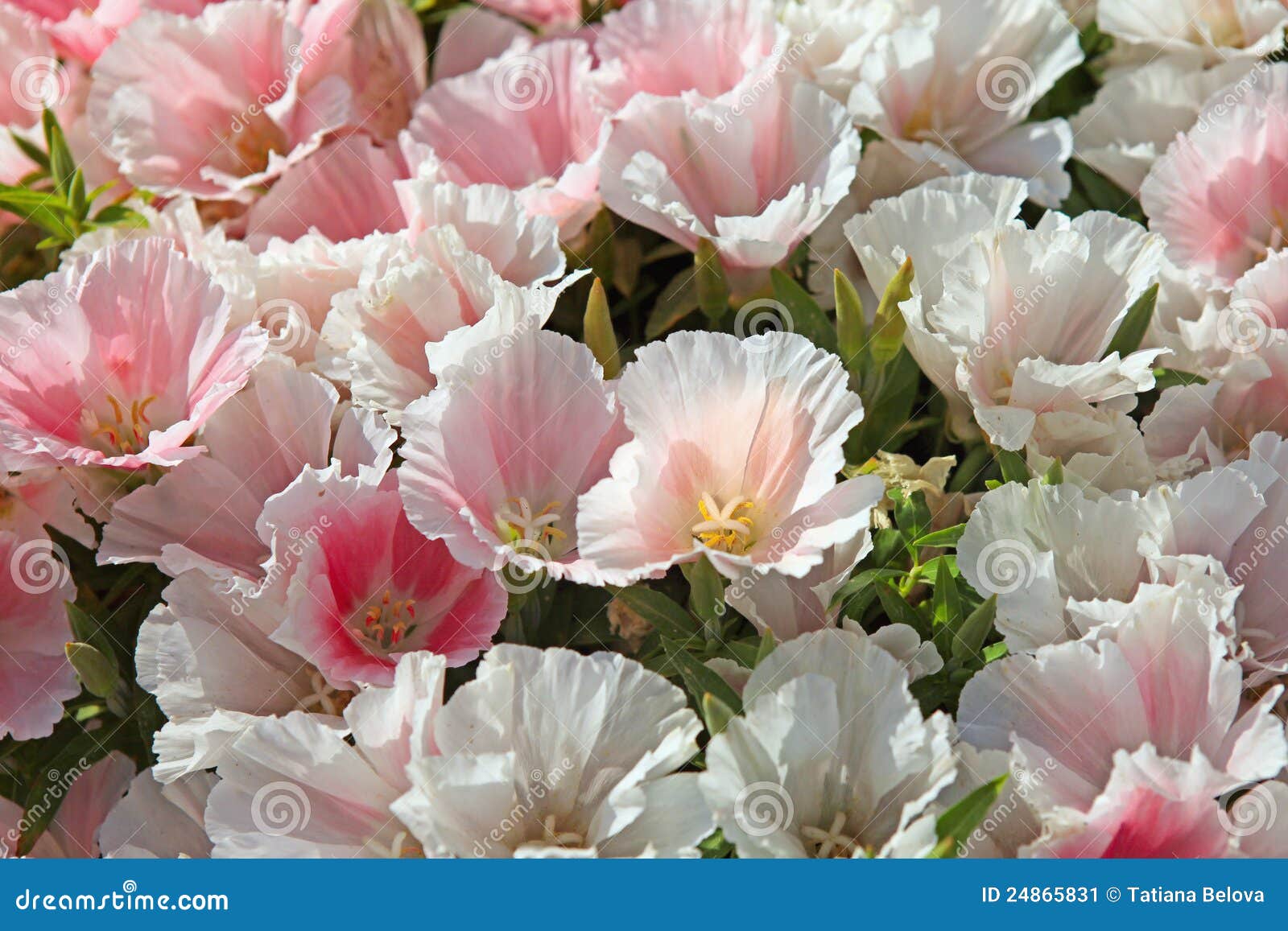 Fleur Godetia de jardin image stock. Image du romantique - 24865831