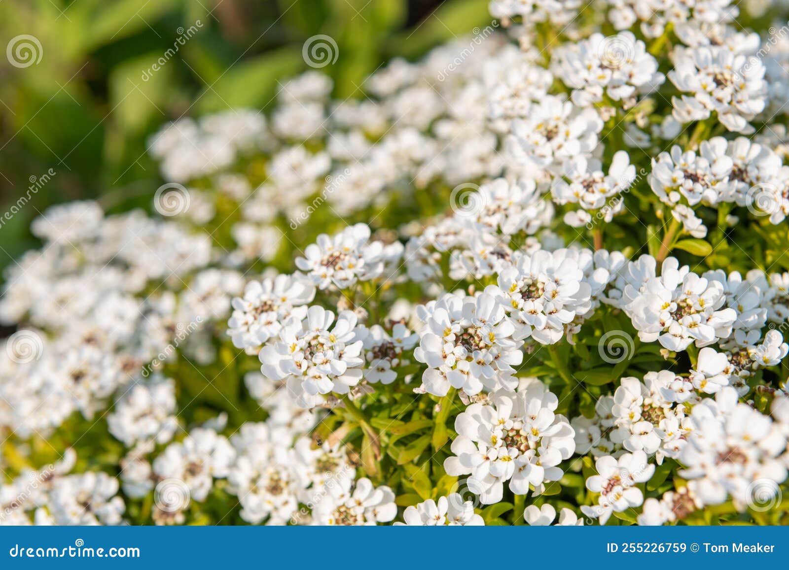Fleur iberis sempervirens image stock. Image du fleurs - 255226759