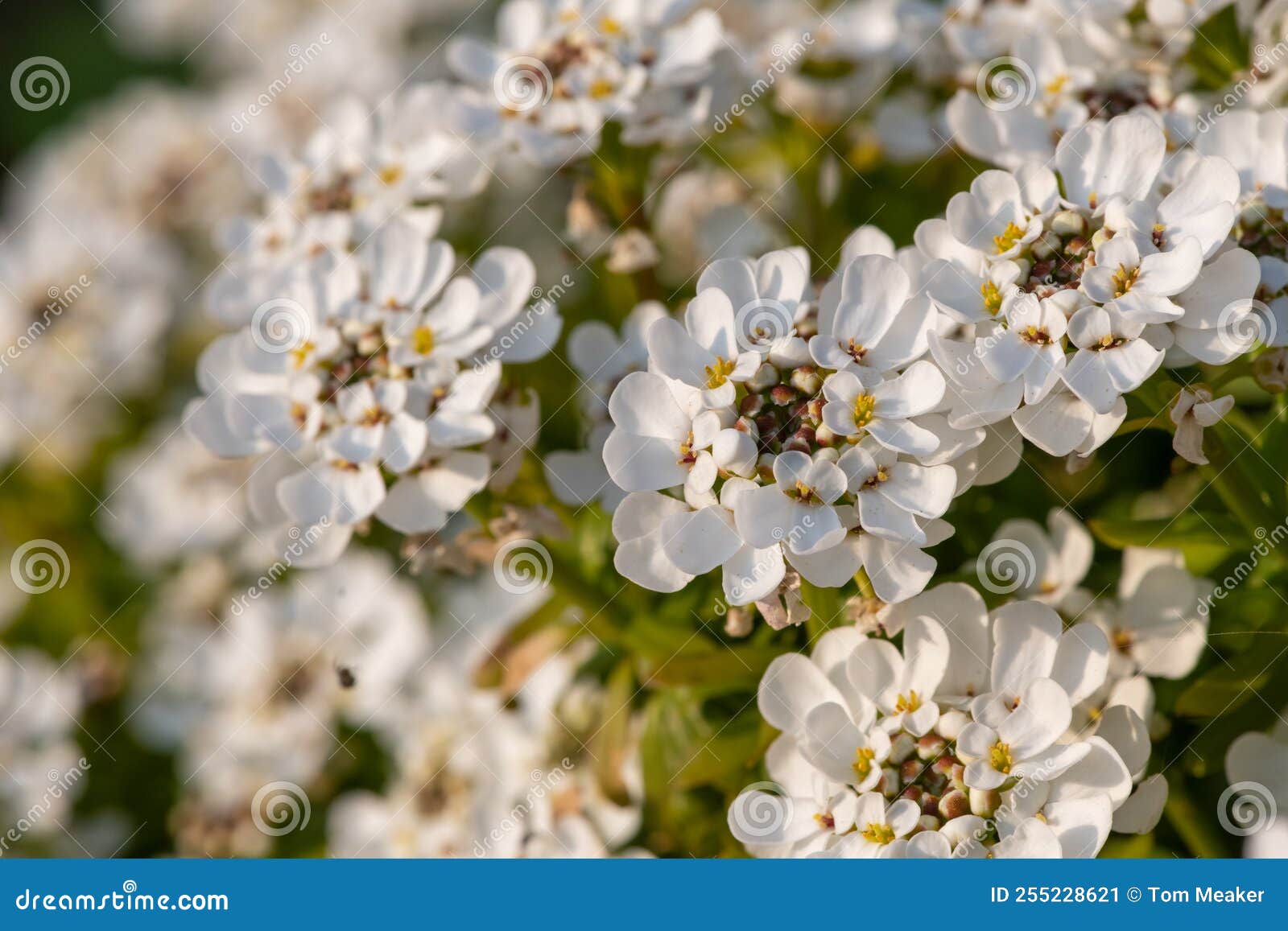 Fleur iberis sempervirens image stock. Image du ornemental - 255228621