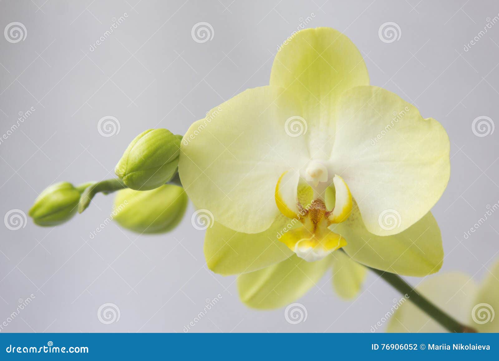 Fleur jaune d'orchidée photo stock. Image du fleur, maison - 76906052