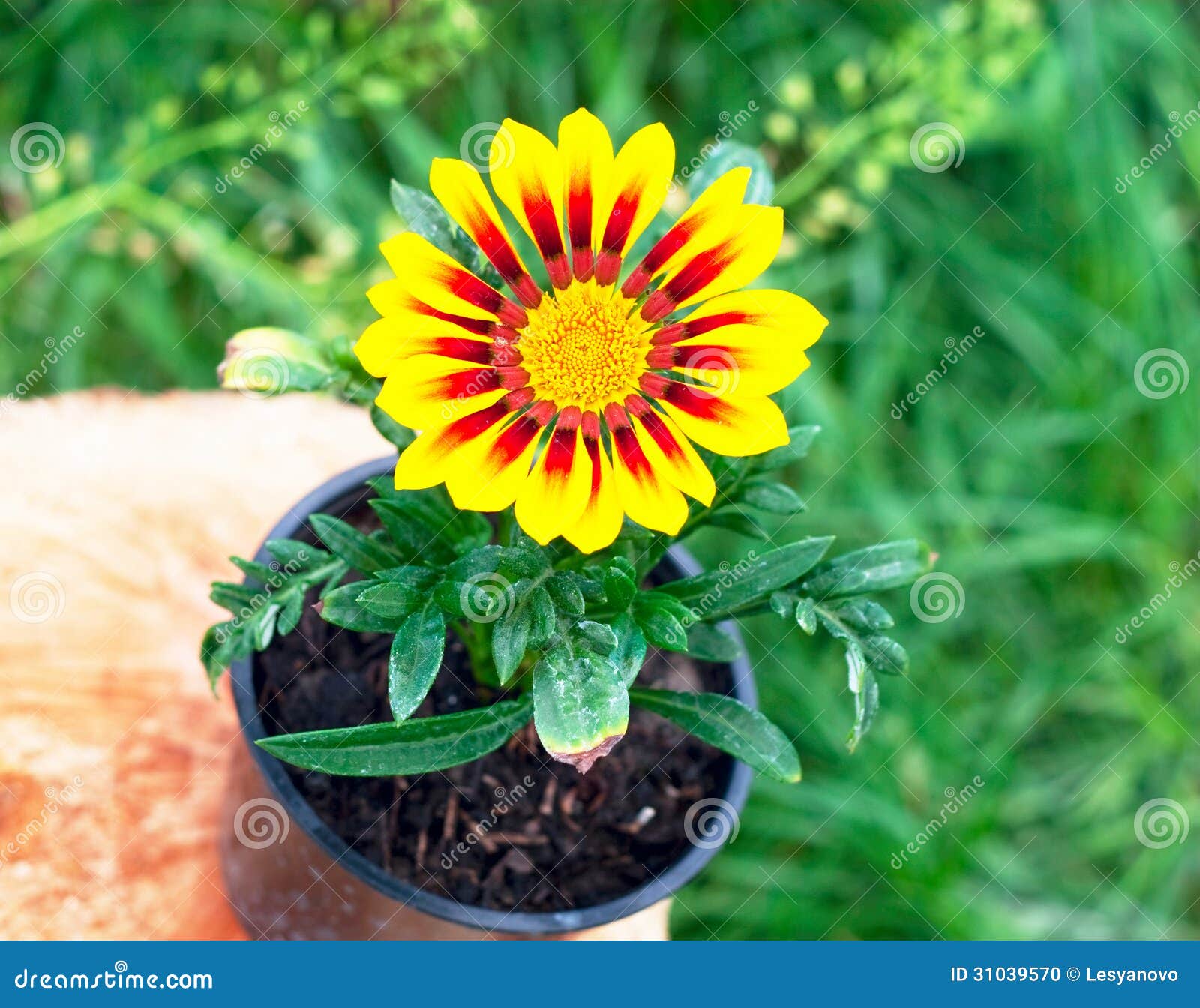 Fleur Jaune Ronde Lumineuse Dans Le Pot Photo stock - Image du ...