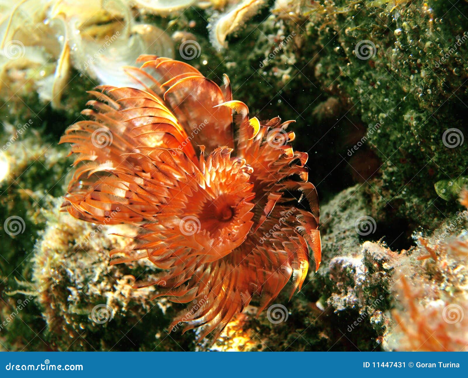 Fleur marine image stock. Image du couleur, intensif - 11447431