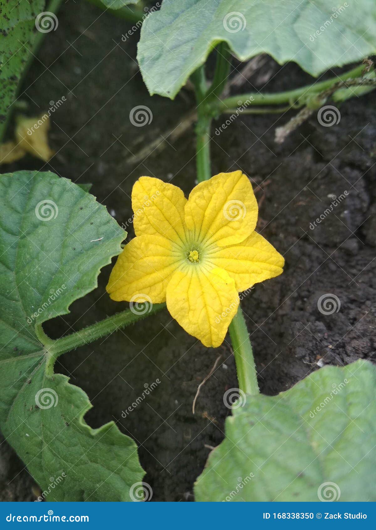 Fleur Masculine De Beau Concombre Fleur Jaune Photo stock - Image du ...