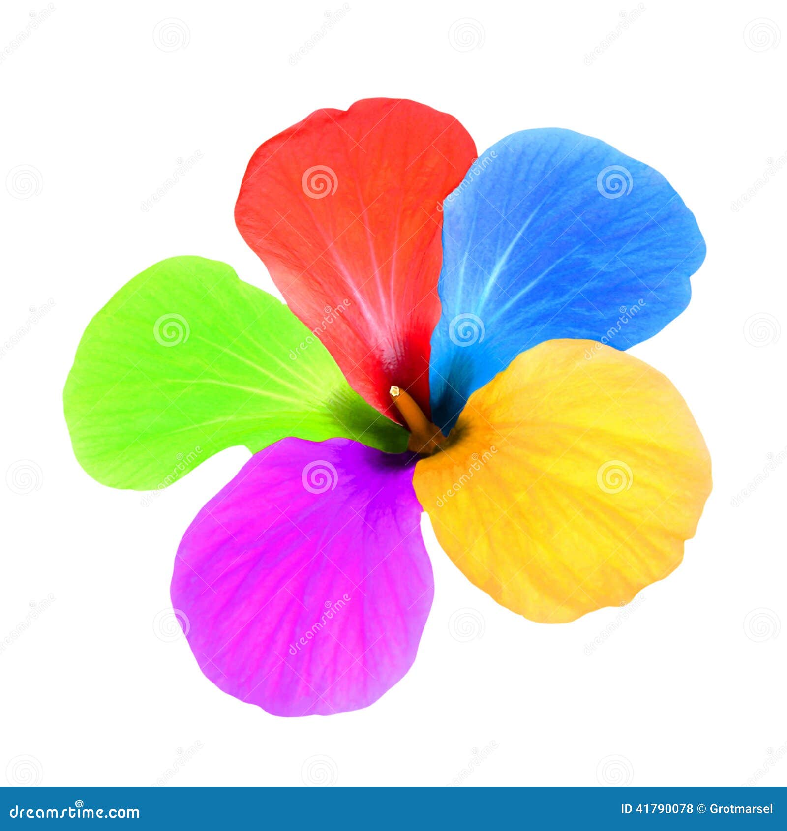 Fleur Multicolore D'isolement Illustration Stock - Image: 41790078